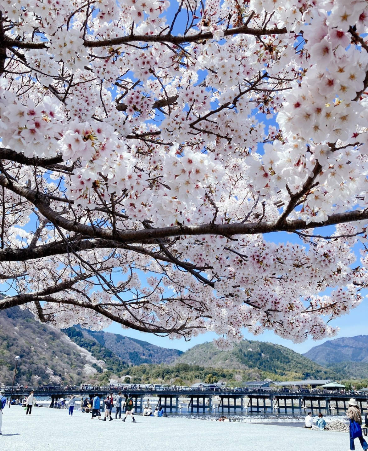 [Kyoto, Nara, Arashiyama Train Cherry Blossoms One Day Tour] Hotel pick-up available | Small ...